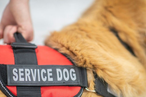 Where to Find Service Dogs For Veterans